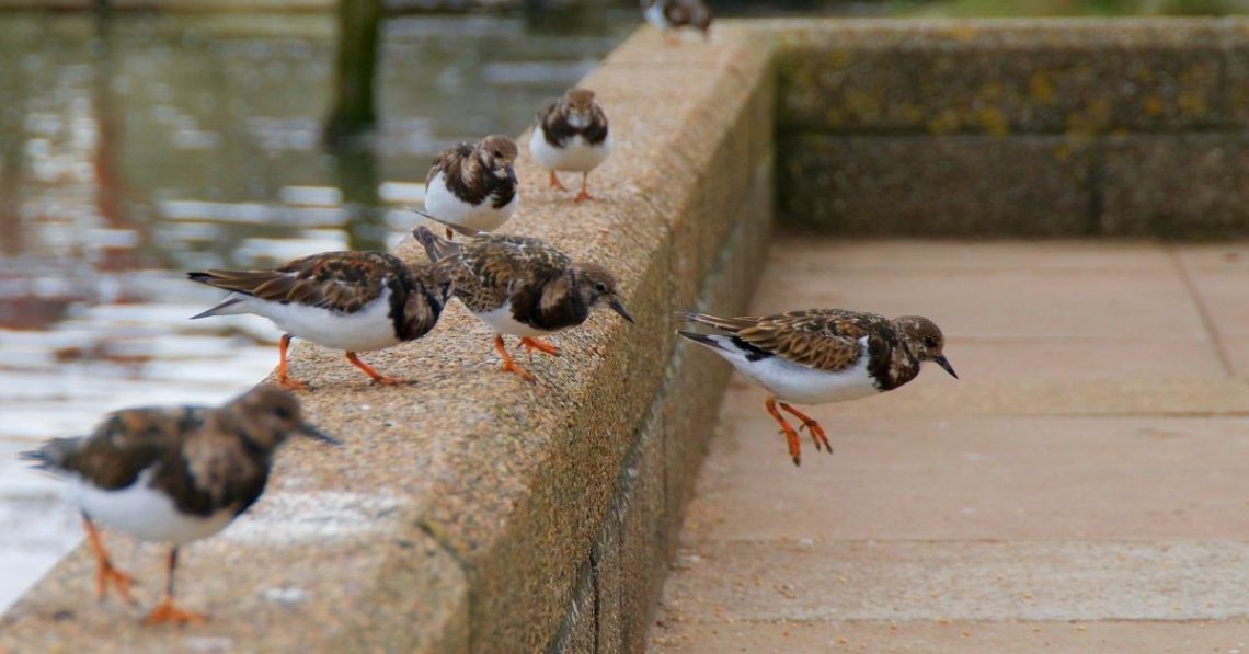 What is Animal Leadership? (Learn leadership from Animals)