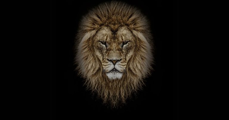 What is Animal Leadership? (Learn leadership from Animals)