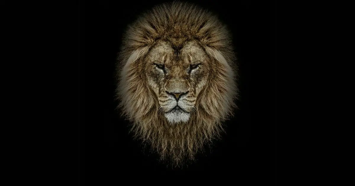 What is Animal Leadership? (Learn leadership from Animals)