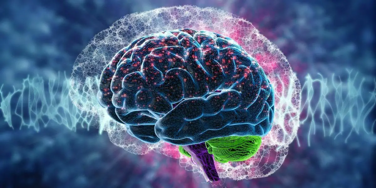 Neuroscience Basics: Everything You Need to Know About the Brain